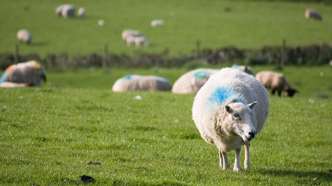 Wishart speaks at first stage of Crofting Bill - Shetland Liberal Democrats